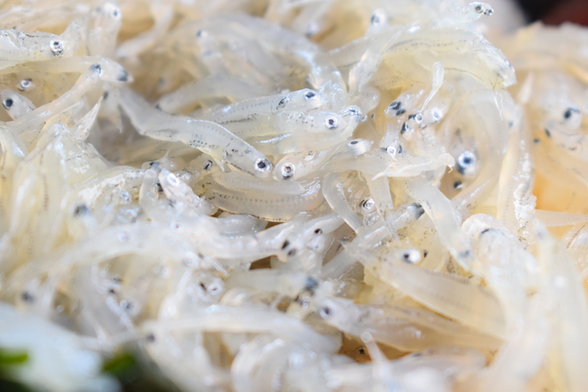 Whitebait a myth from the 16th Century? – digital Humanities studio