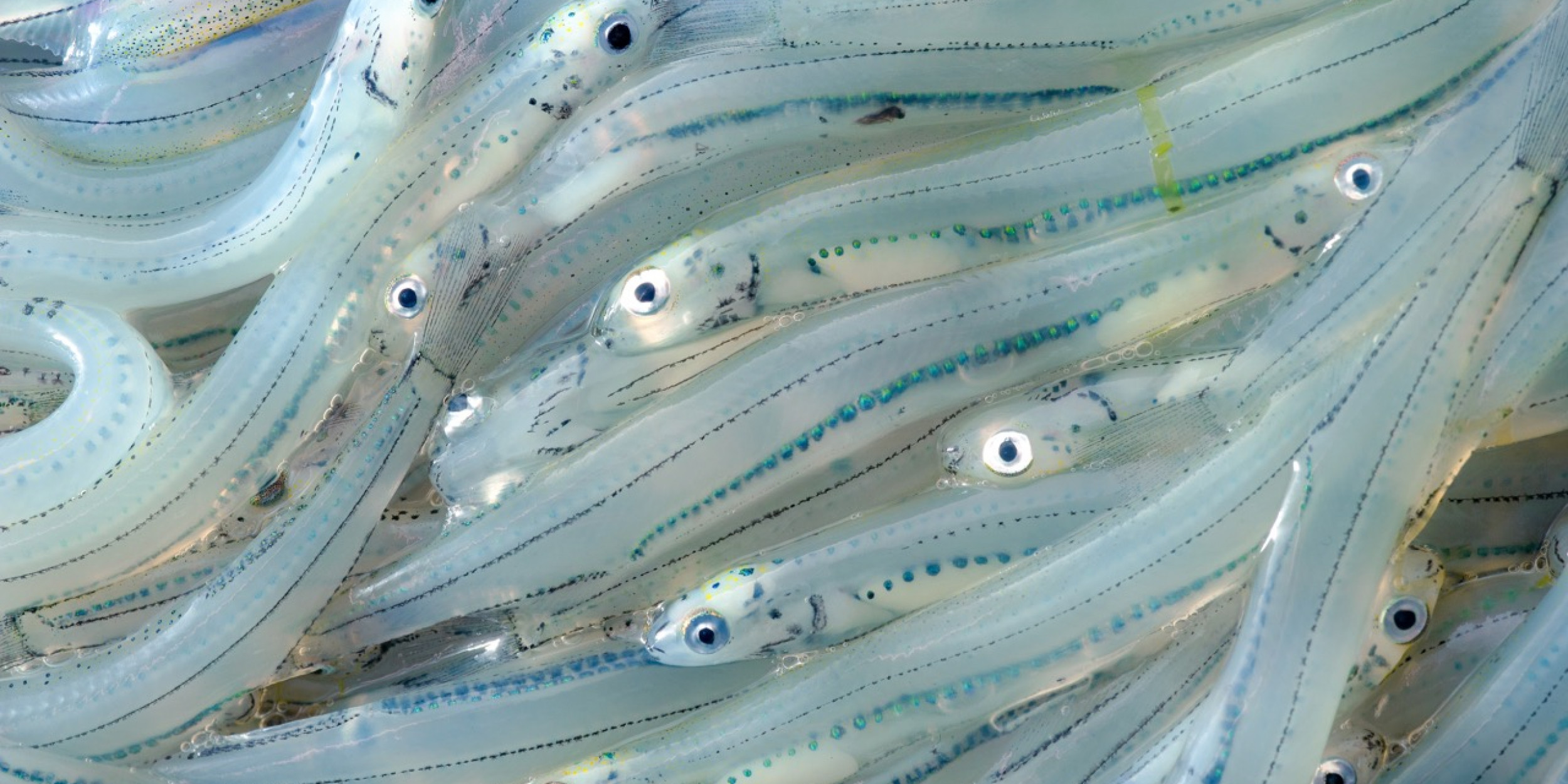 Whitebait a myth from the 16th Century? – digital Humanities studio