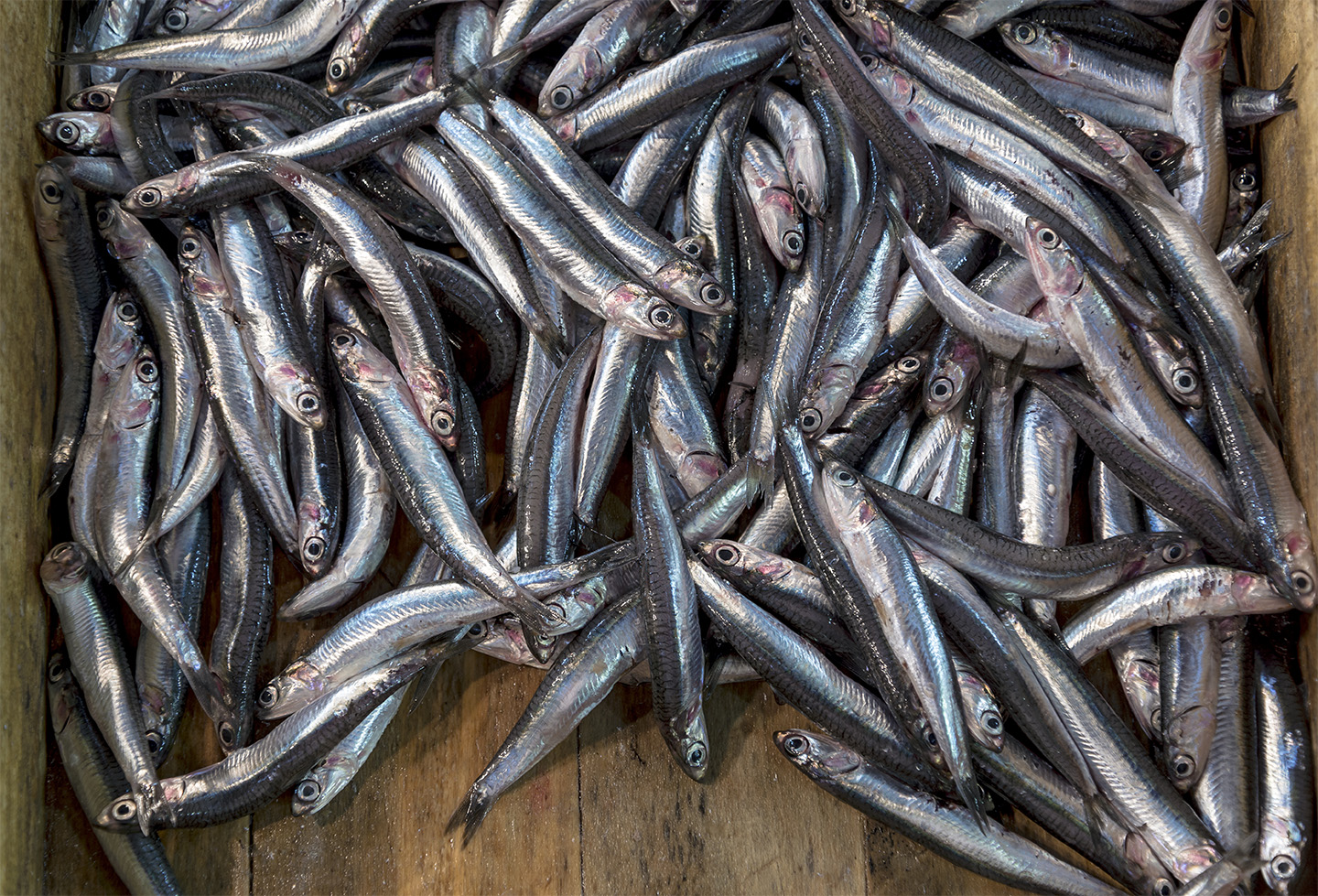 Whitebait a myth from the 16th Century? – digital Humanities studio